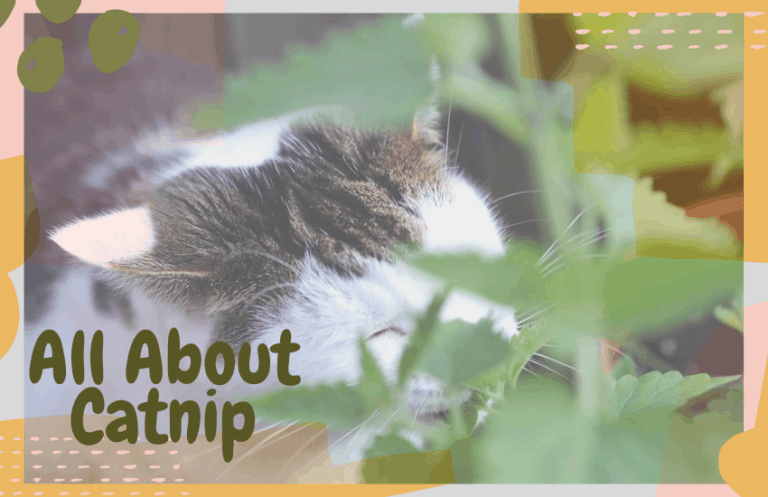 All About Catnip - OliveKnows
