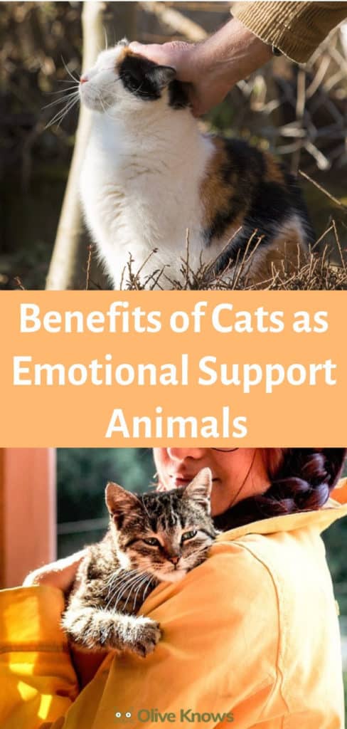 Benefits of Cats as Emotional Support Animals - OliveKnows