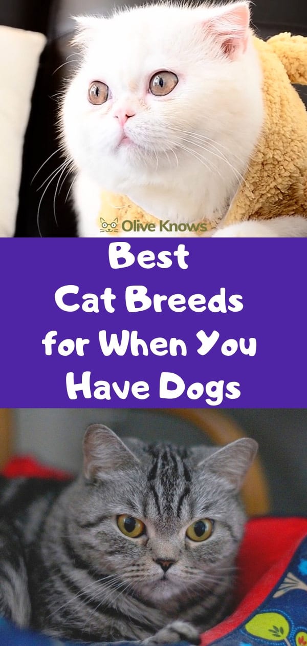 Best Cat Breeds for When You Have Dogs - OliveKnows