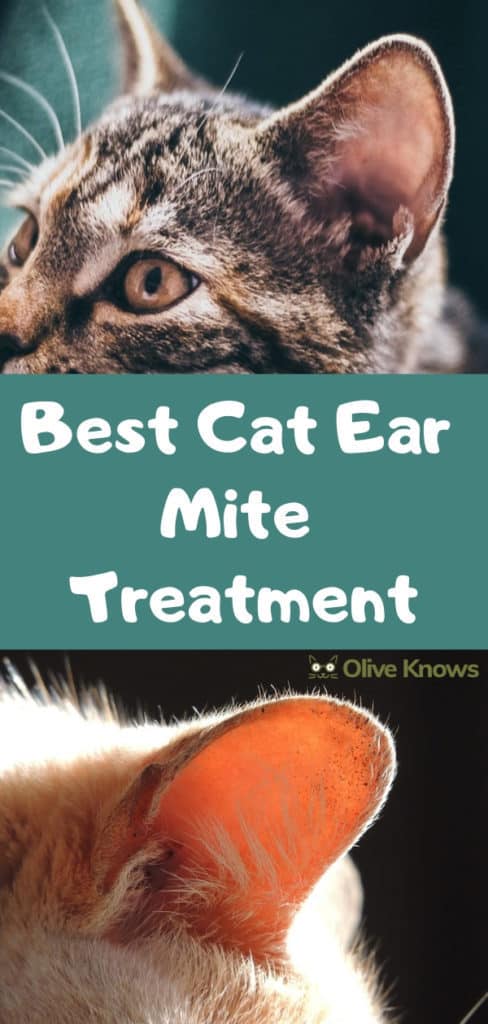 Best Cat Ear Mite Treatment - OliveKnows
