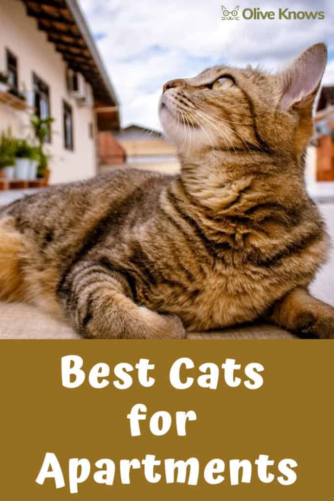 The Best Cats for Apartments - OliveKnows