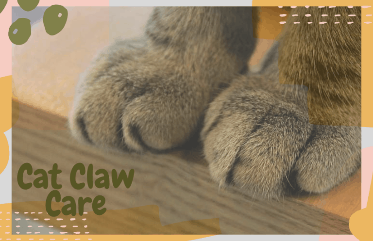 Cat Claw Care | What You Need to Know - OliveKnows