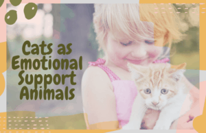Benefits of Cats as Emotional Support Animals - OliveKnows