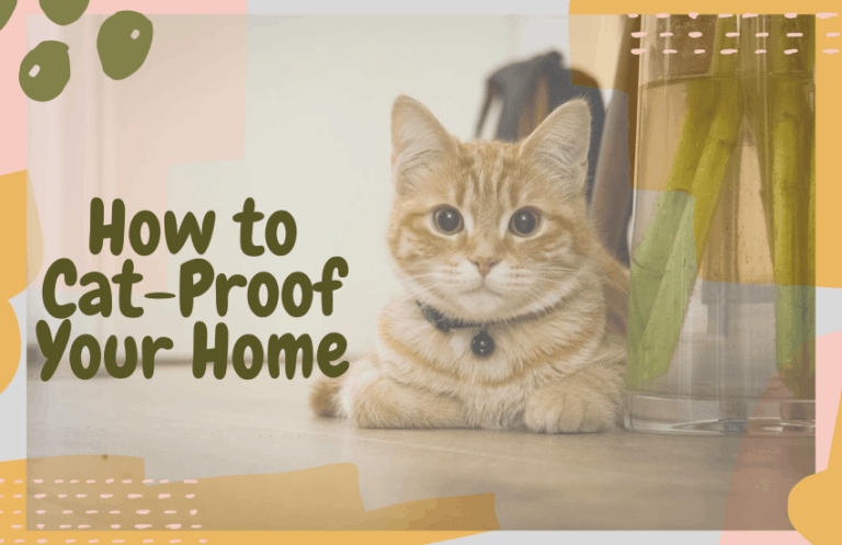 How to Cat-Proof Your Home - OliveKnows