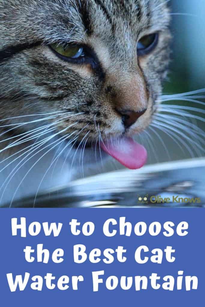 How to Choose the Best Cat Water Fountain - OliveKnows