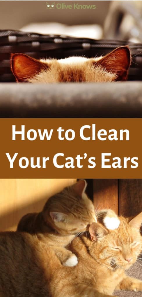 How to Clean Your Cat's Ears - OliveKnows