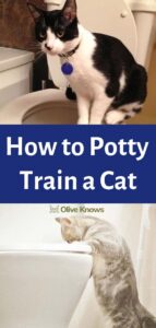 How to Potty Train a Cat - OliveKnows
