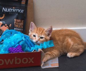 Which is the Best Cat Subscription Box? - OliveKnows
