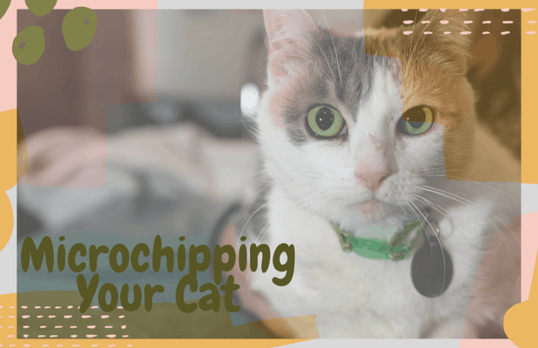Microchipping Your Cat - OliveKnows