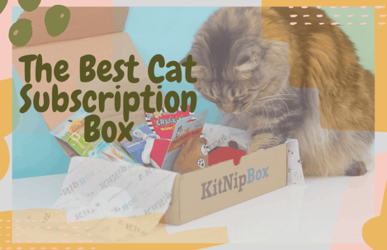 Which is the Best Cat Subscription Box? - OliveKnows