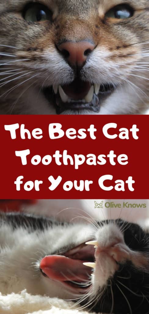 The Best Cat Toothpaste for Your Cat - OliveKnows