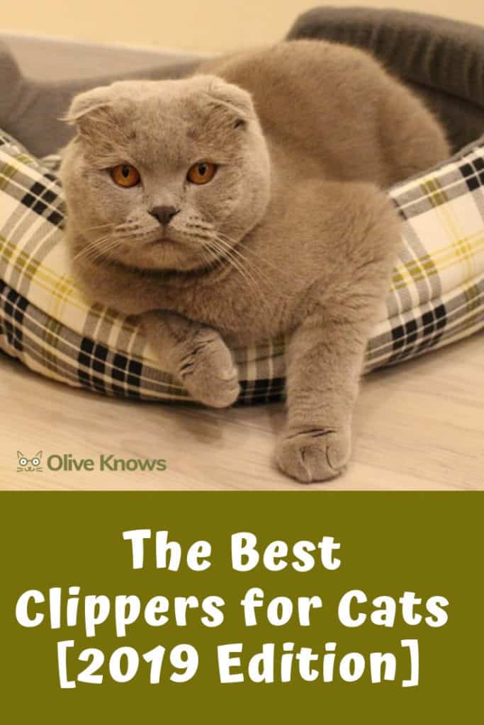 Best Cat Clippers [2022]: Which is Right for Your Needs? - OliveKnows