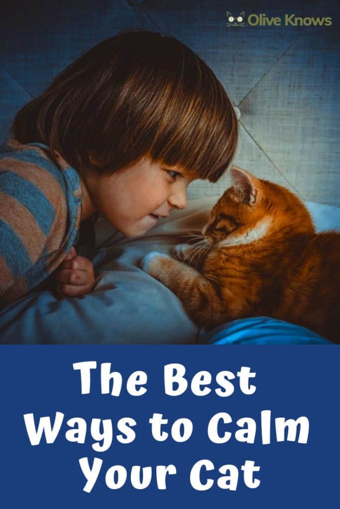The Best Ways to Calm Your Cat - OliveKnows
