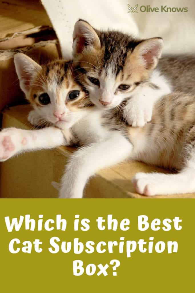 Which is the Best Cat Subscription Box? - OliveKnows
