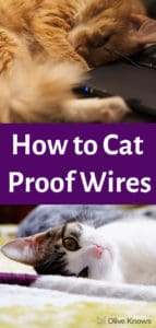 How to Cat Proof Wires - OliveKnows