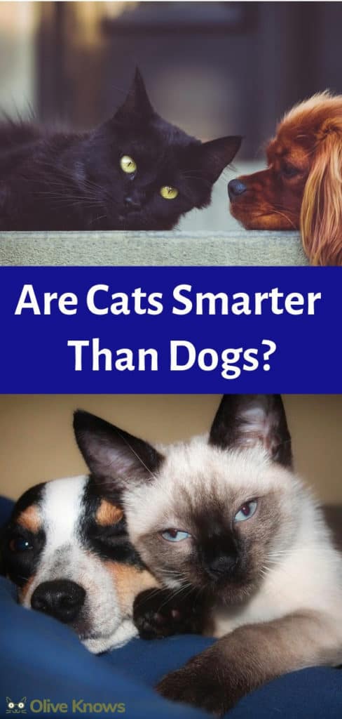 Are Cats Smarter Than Dogs? - OliveKnows