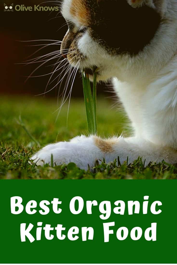 Best Organic Kitten Food [NEW 2022 Picks] - OliveKnows
