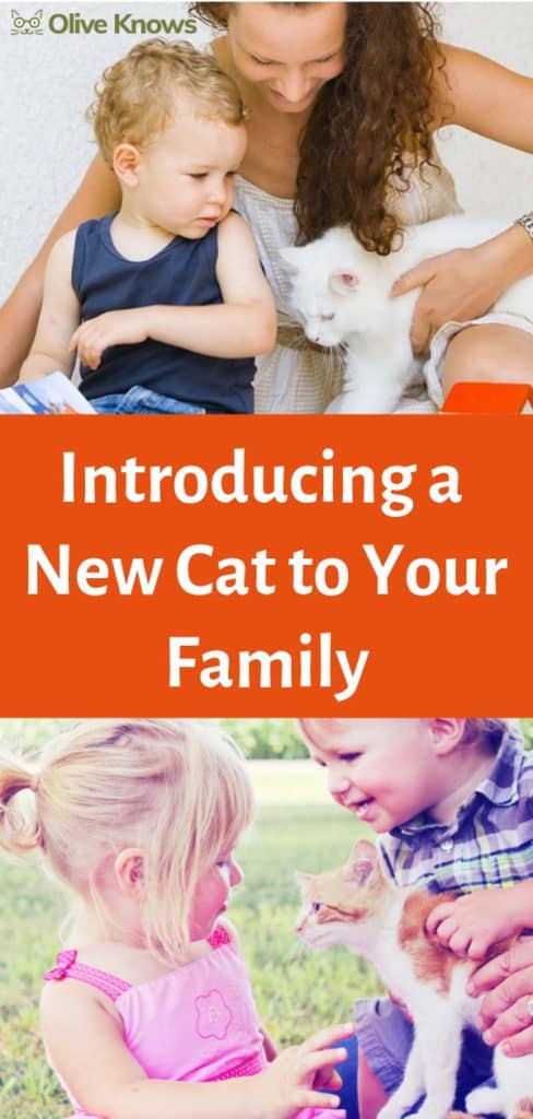 Introducing a New Cat to Your Family - OliveKnows