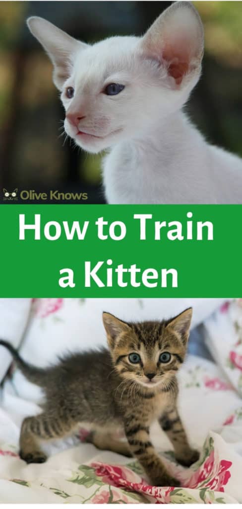 How to Train a Kitten - OliveKnows
