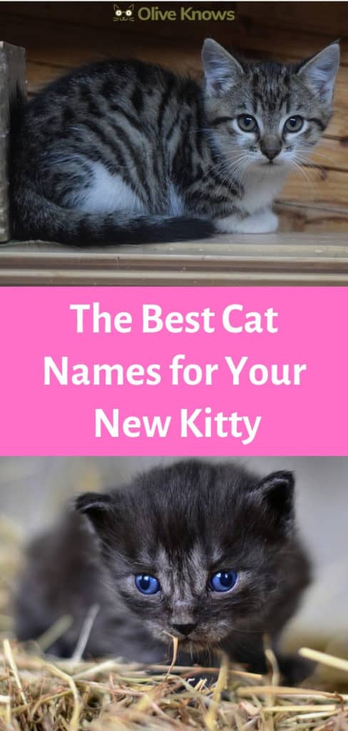 The Best Cat Names for Your New Kitty - OliveKnows