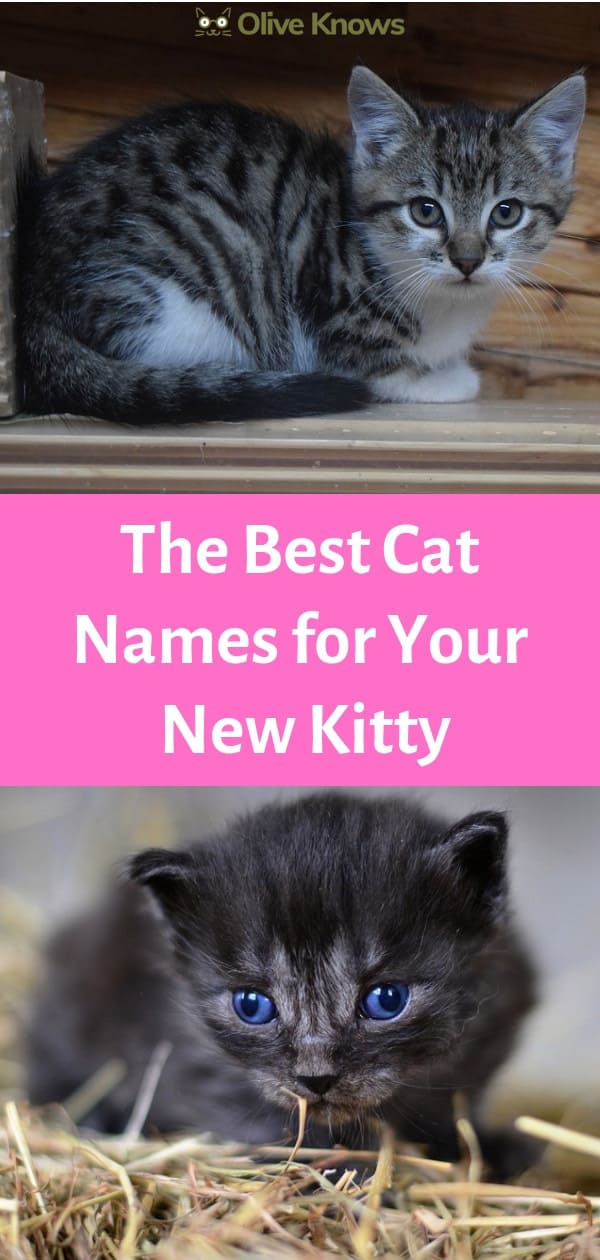 The Best Cat Names For Your New Kitty OliveKnows The Best Cat Names For Your New Kitty OliveKnows