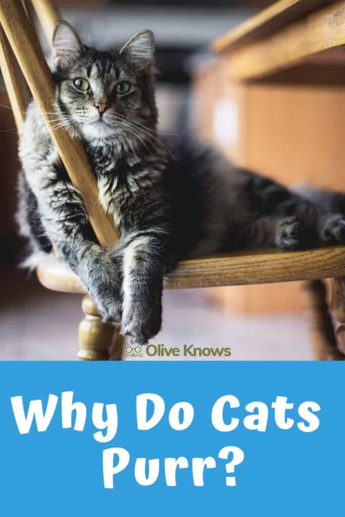 Why Do Cats Purr? - OliveKnows