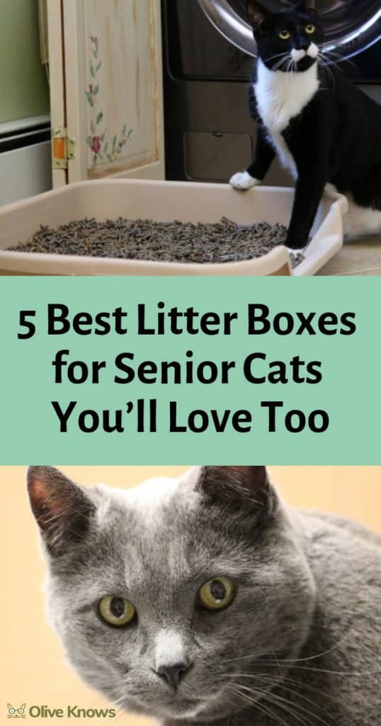 7 Best Litter Boxes for Senior Cats | Older Cat Litter Boxes - OliveKnows