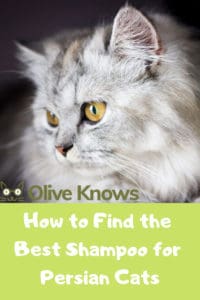 How to Find the Best Shampoo for Persian Cats - OliveKnows