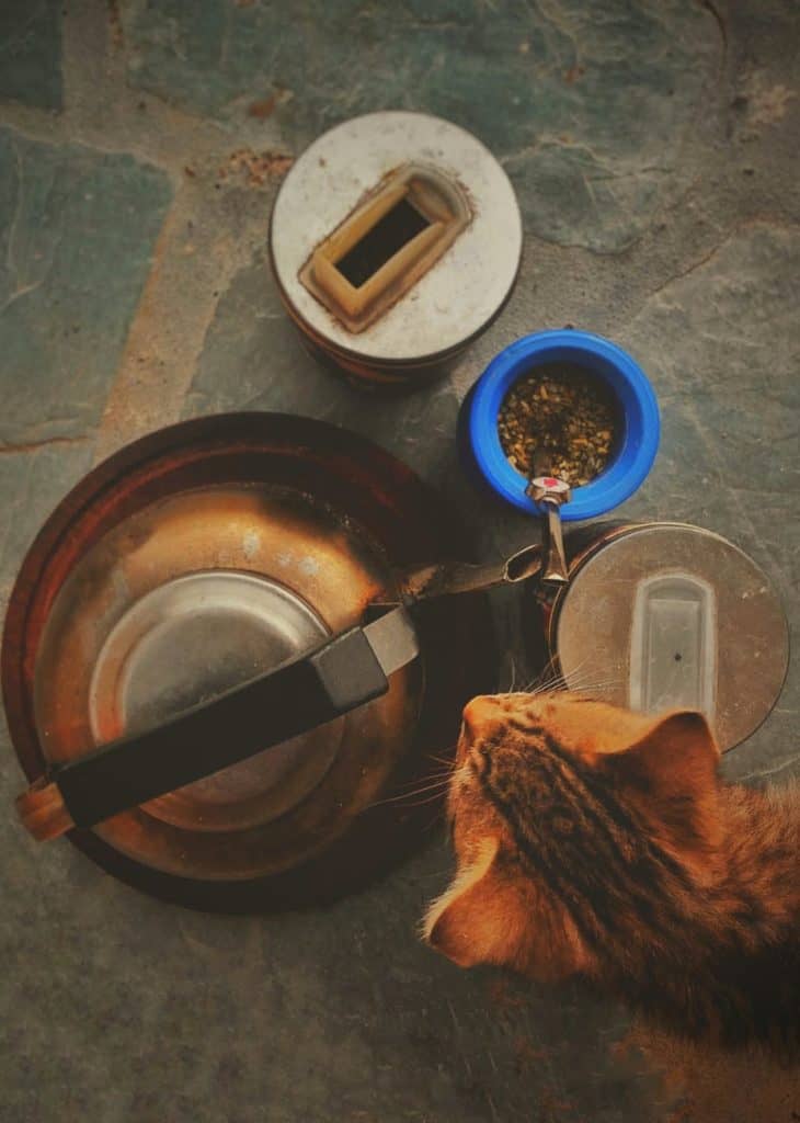 Top 7 Best Low Carb Cat Food Options For Diabetic Cats OliveKnows Top 7 Best Low Carb Cat Food Options For Diabetic Cats OliveKnows
