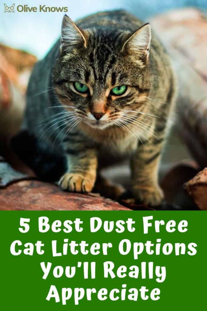 5 Best Dust Free Cat Litter Options You'll Really Appreciate - OliveKnows