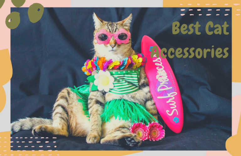Best Cat Accessories of 2022 - OliveKnows
