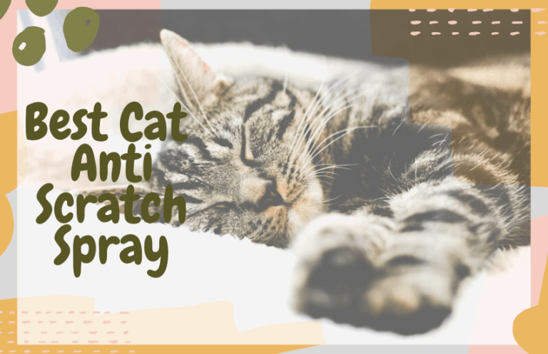 What is the Best Cat Anti Scratch Spray? My Top 3 [2022 UPDATE ...