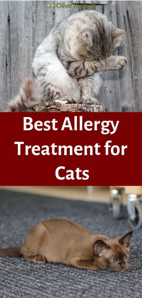 Best Allergy Treatment for Cats - OliveKnows