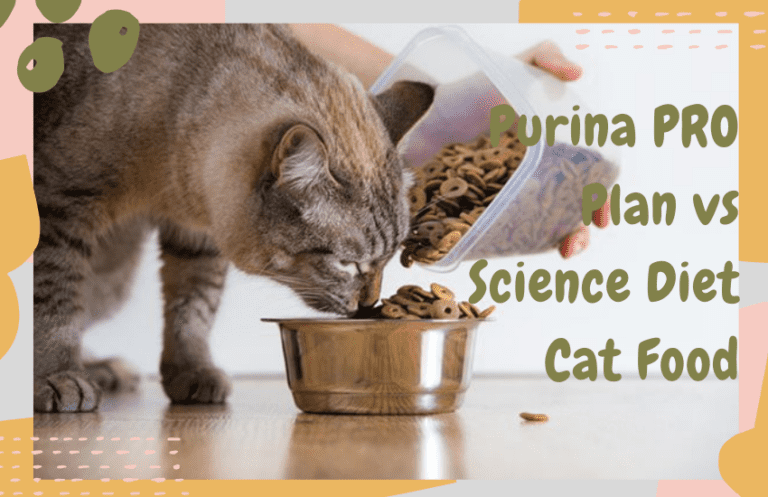 Purina PRO Plan vs Science Diet Cat Food [2022 Edition] - OliveKnows