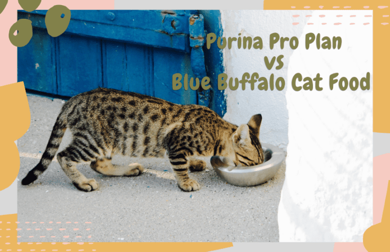Purina Pro Plan vs Blue Buffalo Cat Food Compared: Which is Best ...