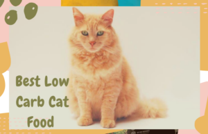 Top 7 Best Low Carb Cat Food Options for Diabetic Cats - OliveKnows