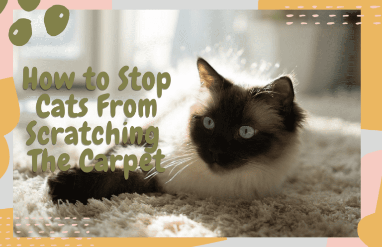 How to Stop Cats from Scratching the Carpet - OliveKnows